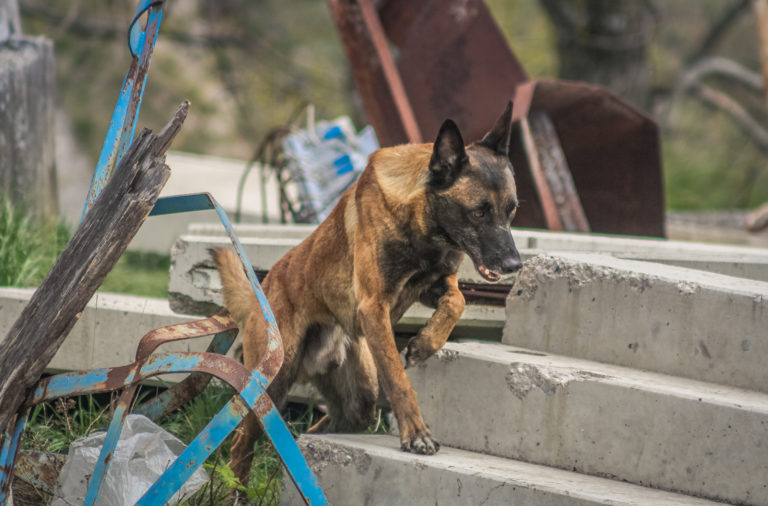 kossp.hr – Klub za obuku službenih i sportskih pasa “Zagreb”