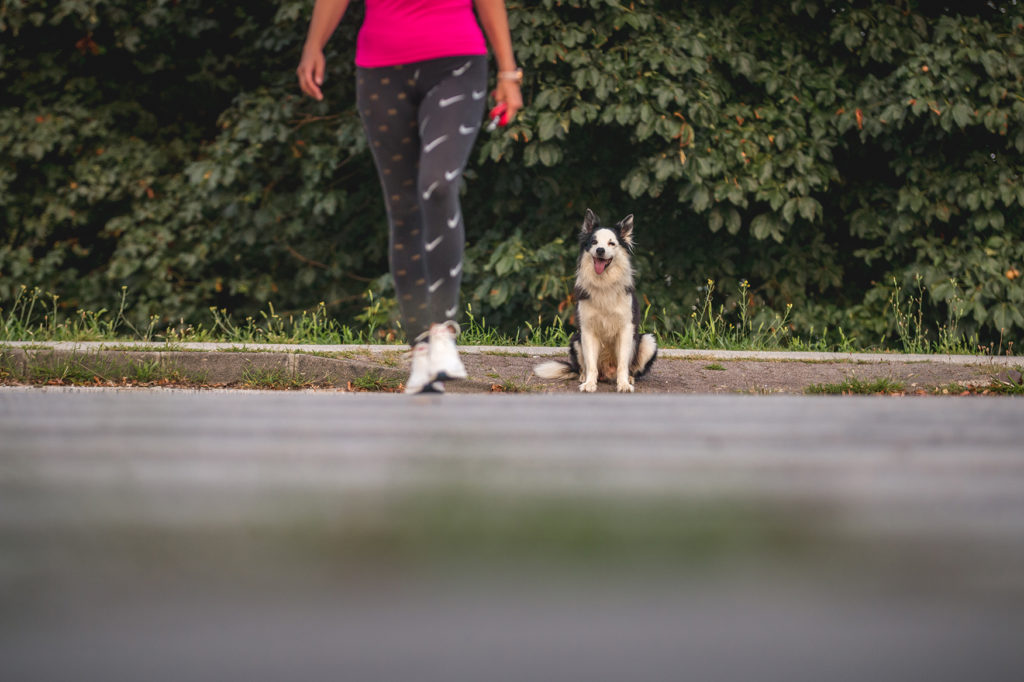kossp.hr – Klub za obuku službenih i sportskih pasa “Zagreb”