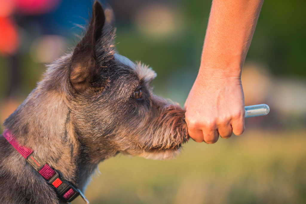 Kinološke discipline – kossp.hr