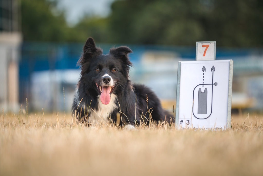 kossp.hr – Klub za obuku službenih i sportskih pasa “Zagreb”