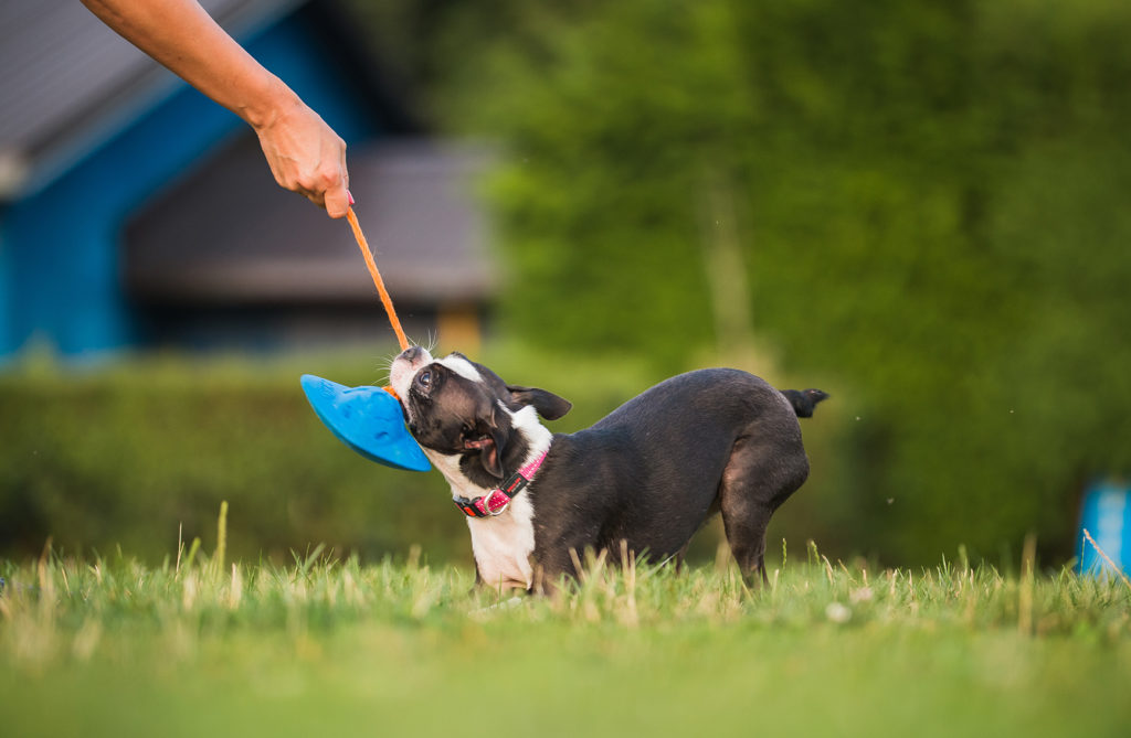 kossp.hr – Klub za obuku službenih i sportskih pasa “Zagreb”