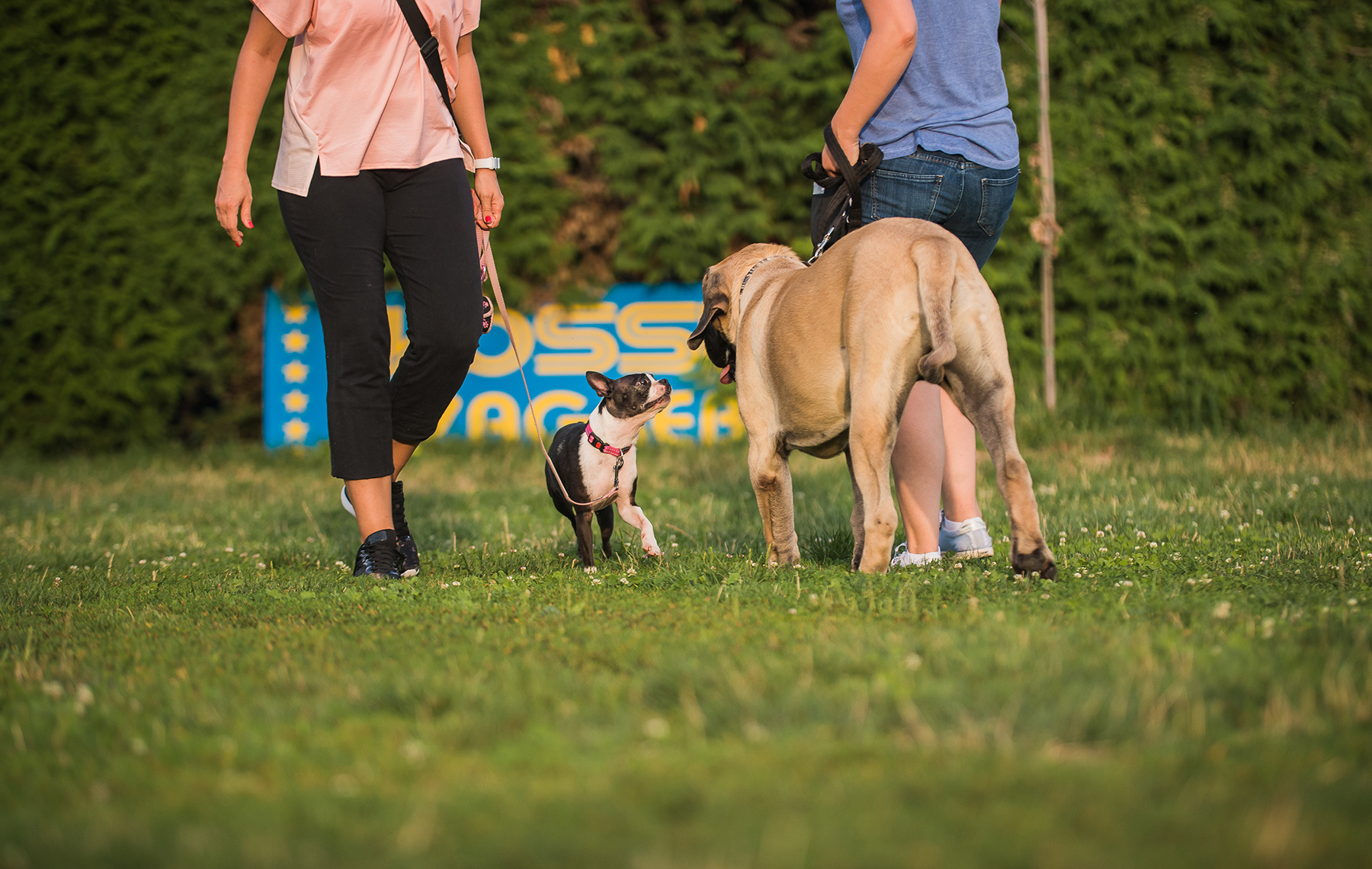 kossp.hr – Klub za obuku službenih i sportskih pasa “Zagreb”