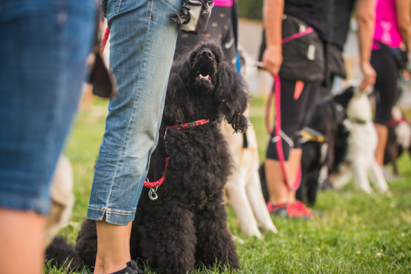 kossp.hr – Klub za obuku službenih i sportskih pasa “Zagreb”
