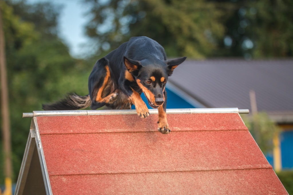 kossp.hr – Klub za obuku službenih i sportskih pasa “Zagreb”