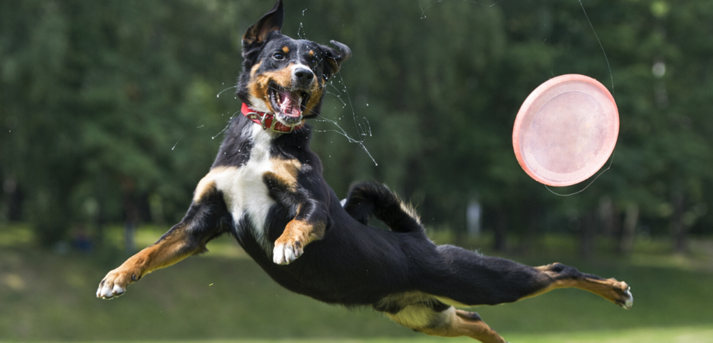 Frisbee – kossp.hr